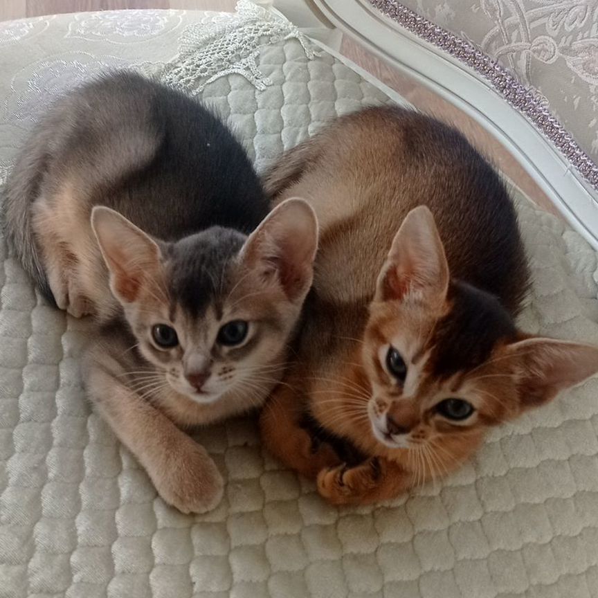 Абиссинский котёнок