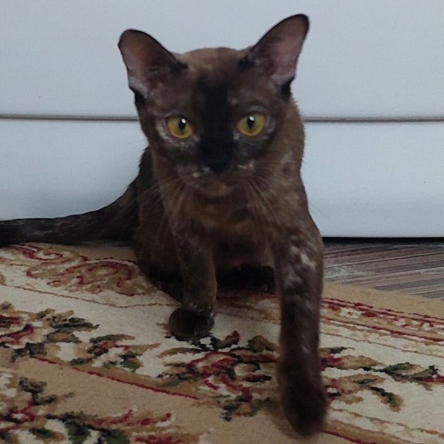 Европейская бурманская кошка, взрослая