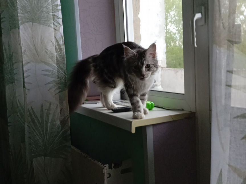 Мейкун, кошечка