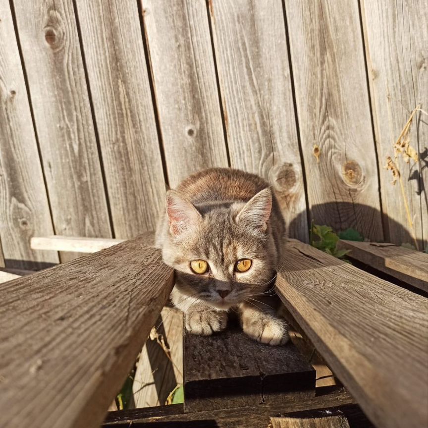 Котёнок метис девочка
