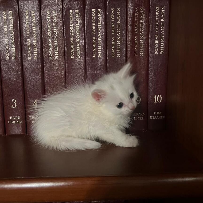 Ангорский котик