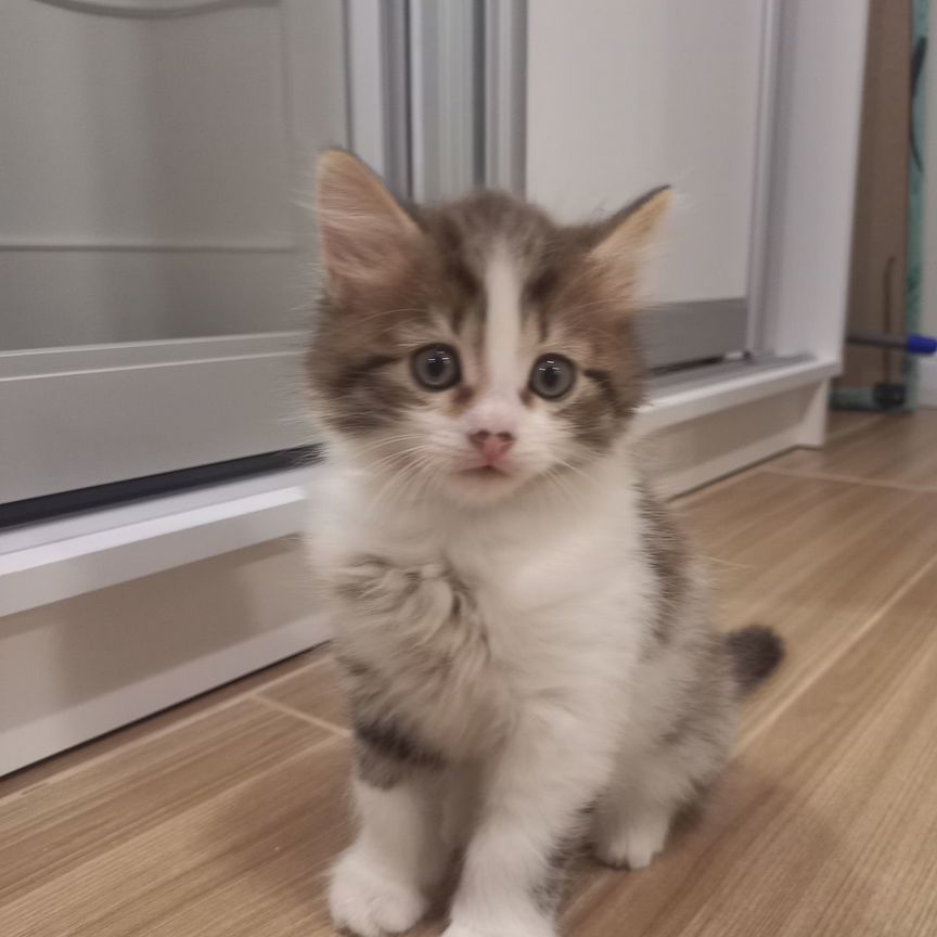 Котята в добрые руки, приучены к лотку