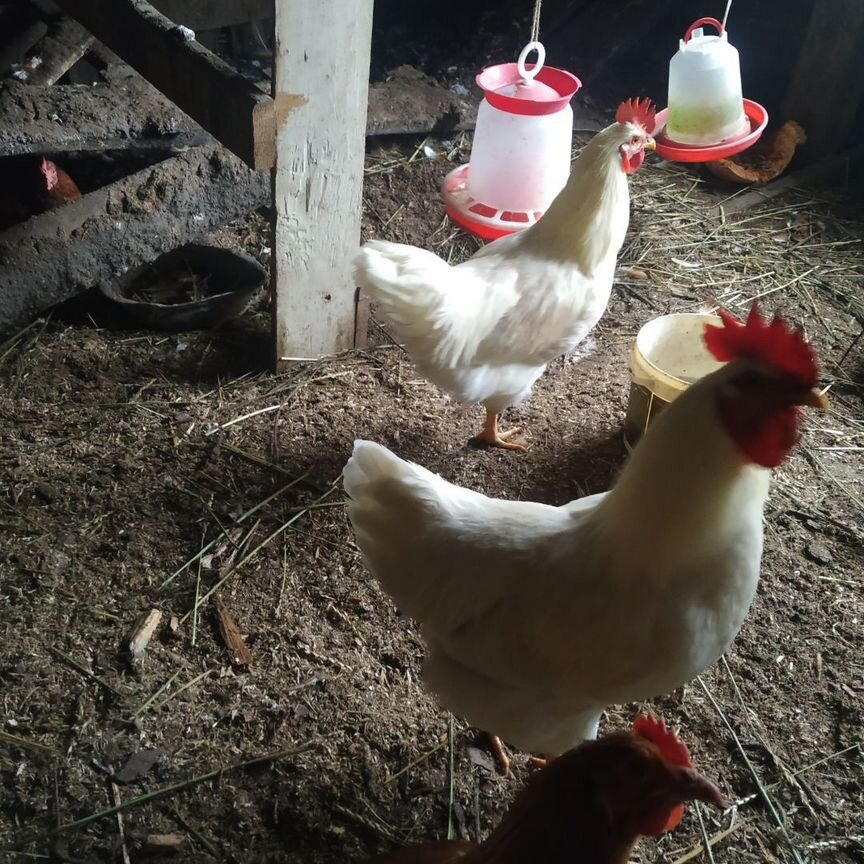 Меняю петуха на курицу