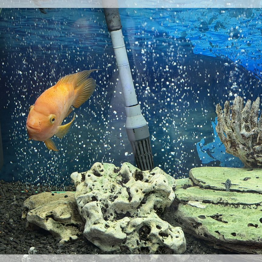 Аквариумная рыба попугай