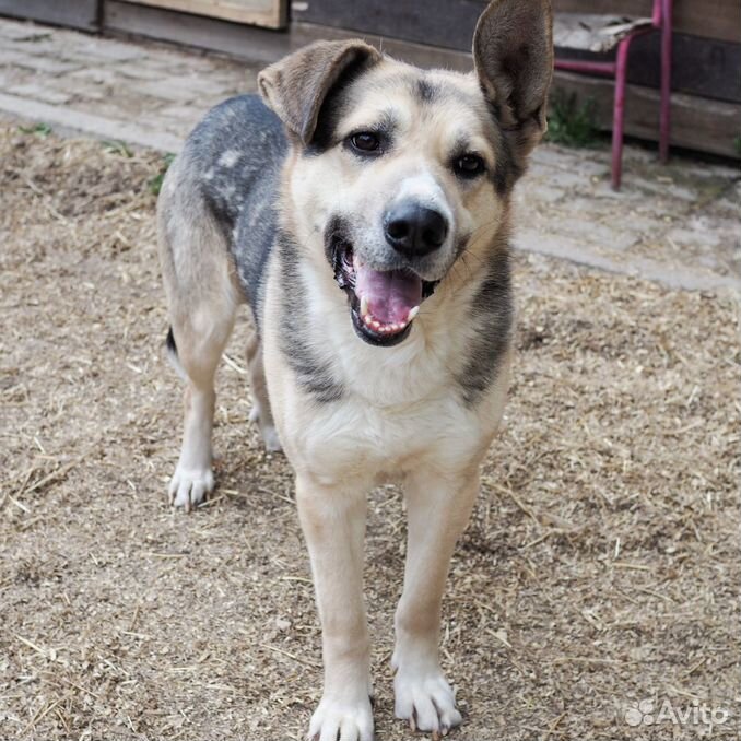 Нежный Малыш в поисках друга