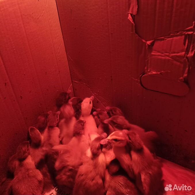 Утята мускусной утки 7 дней