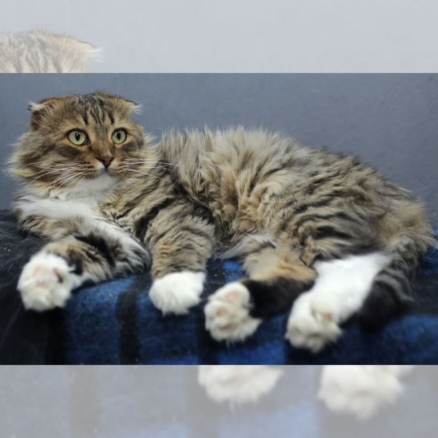 Шотландский вислоухий длинношёрстный кот, взрослый
