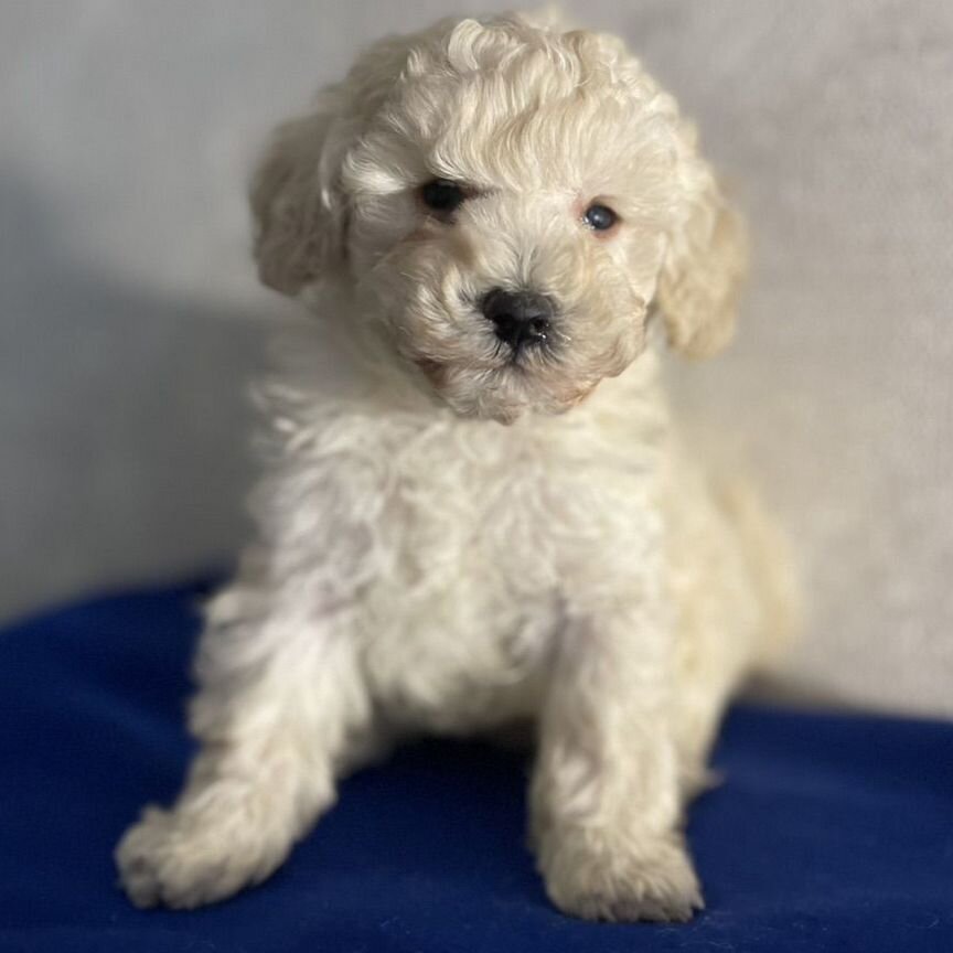 Пудель, щенок