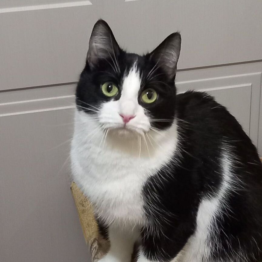 Стерилизованная Соня в добрые руки