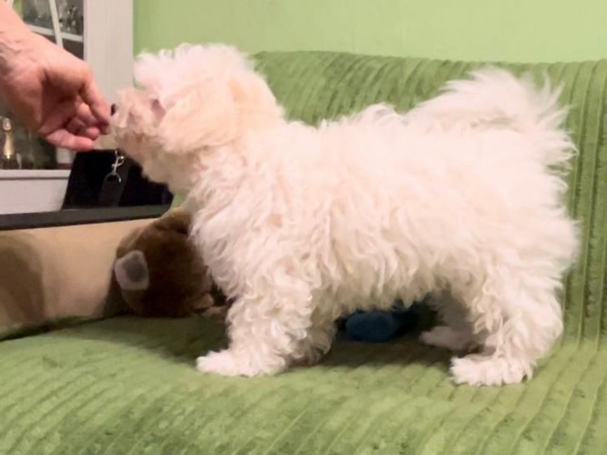 Щенок породы Болонез