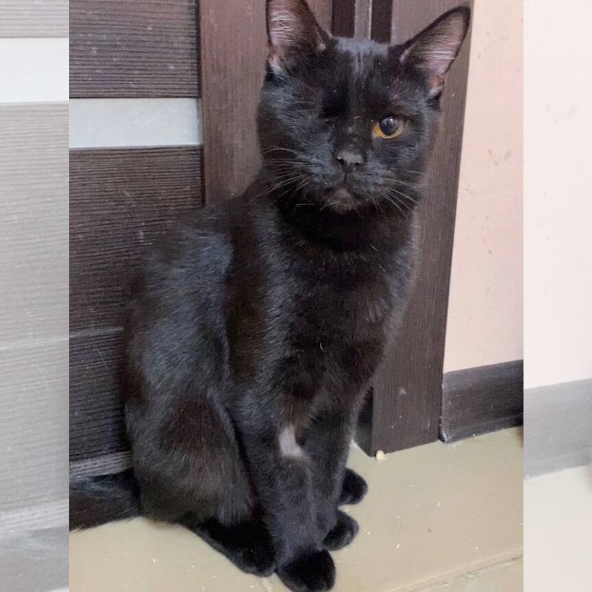 Кошечка 1 год в добрые руки