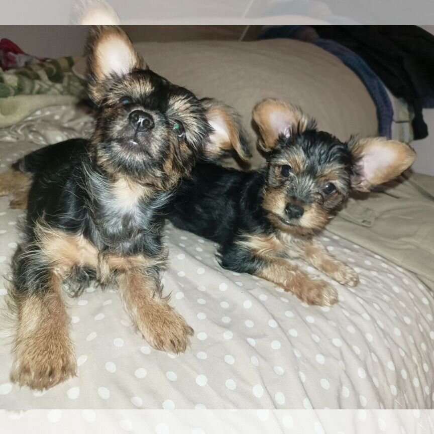 Йоркширский терьер, щенок