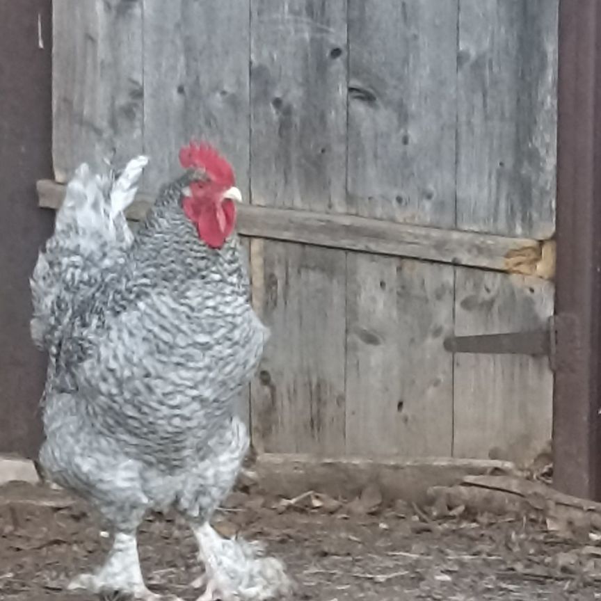 Петух Мехеленской кукушки