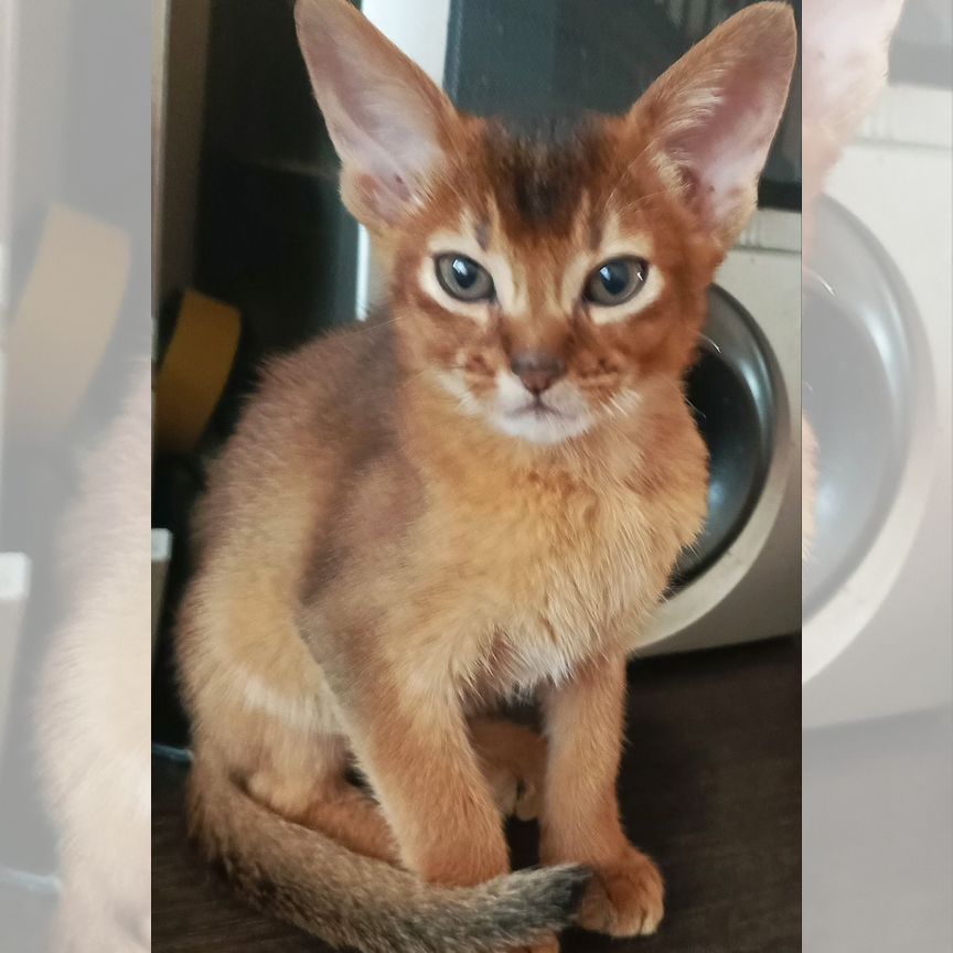 Абиссинский котёнок