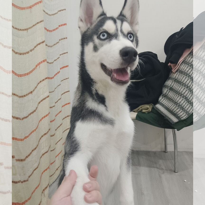 Сибирский хаски, щенок