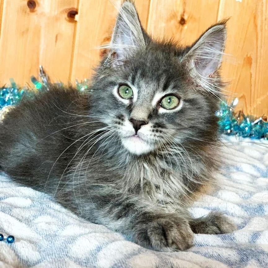 Мейн-кун котёнок