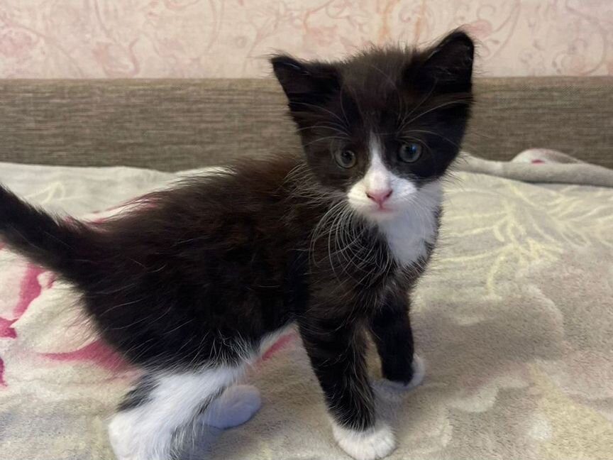 Светский котёнок в смокинге и пушистый