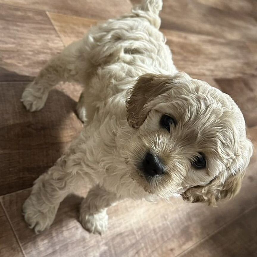 Кокапу, щенок