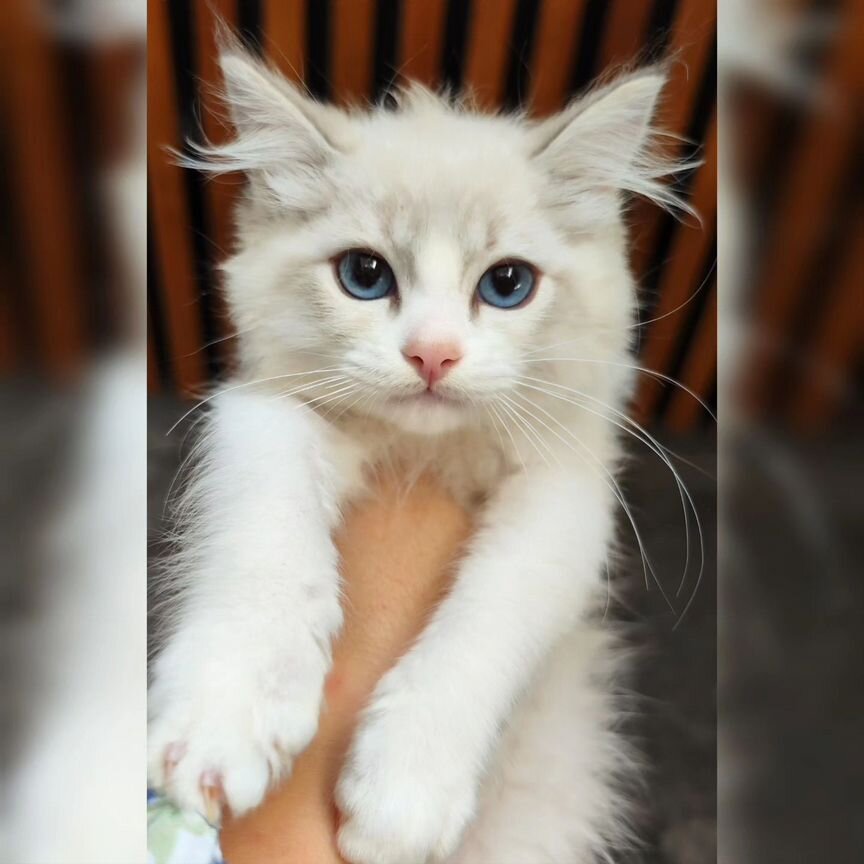 Olivia, малышка рэгдолл с родословной