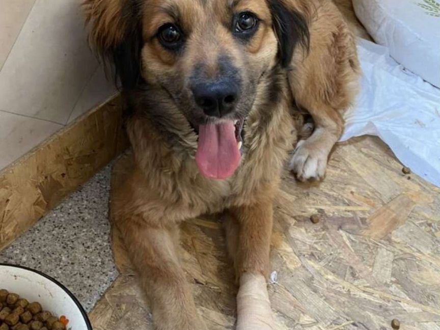 Щенок в добрые руки из приюта