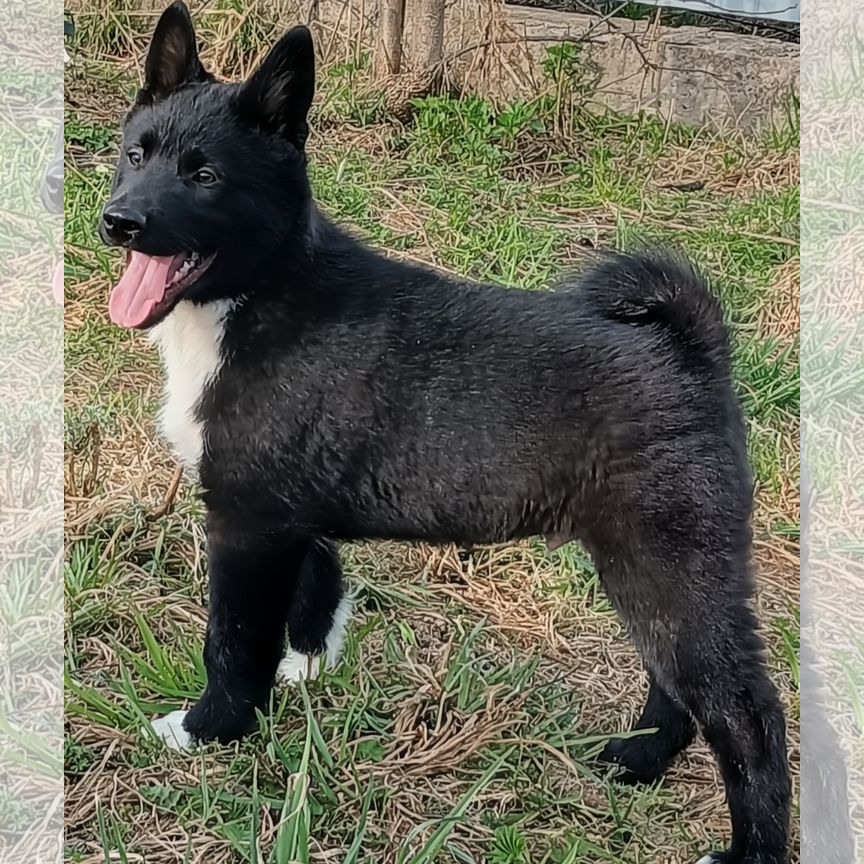 Русско-европейская лайка, щенок