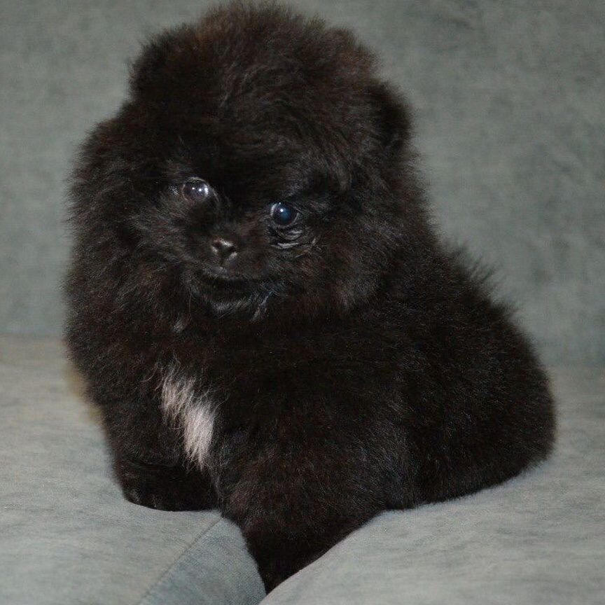 Померанский шпиц черный мишка мини девочка