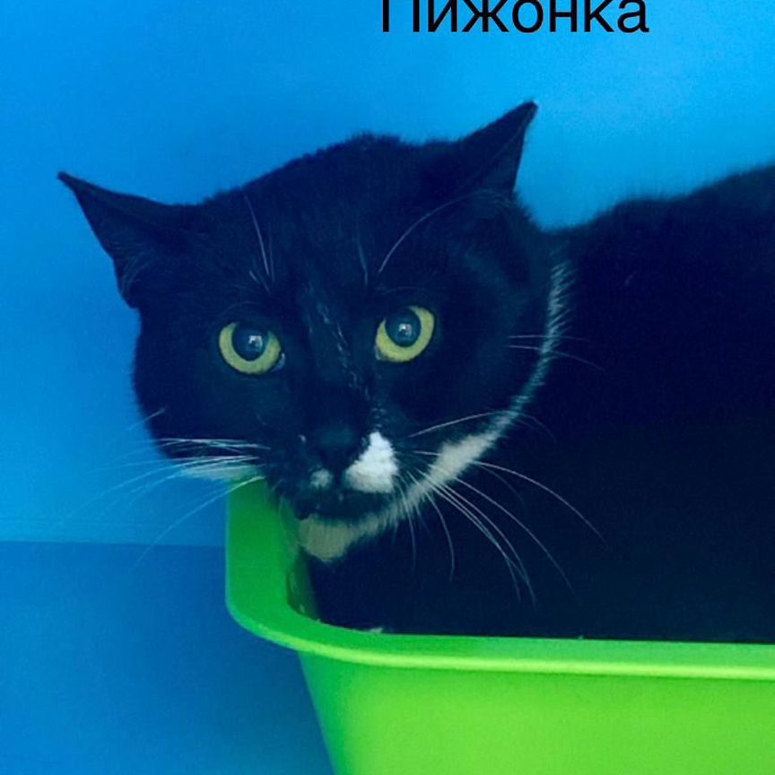 Пижонка выпуск на улицу. Хочет домой. Мама, заметь