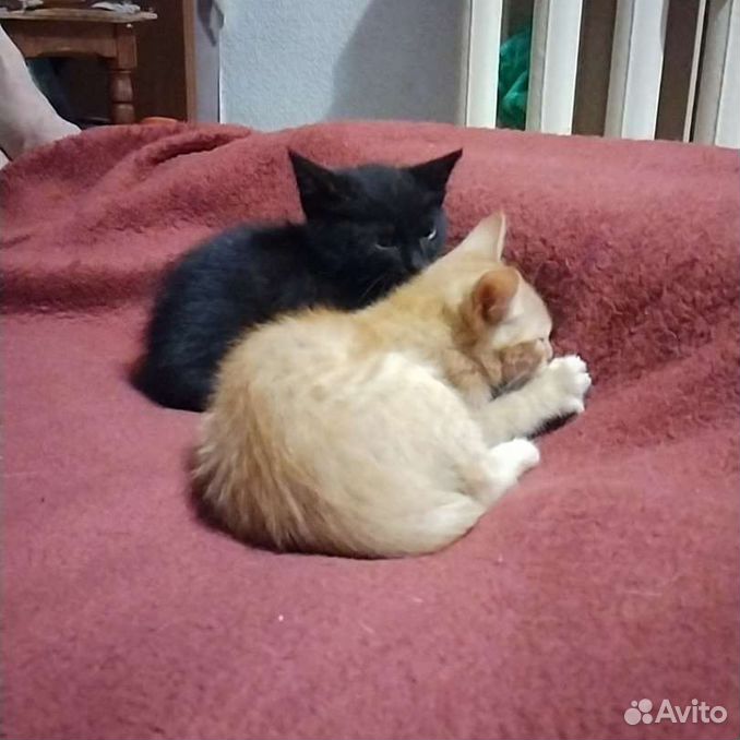 Котята с трудной судьбой