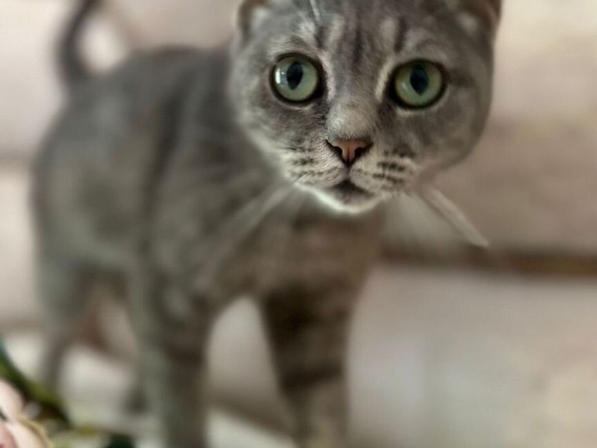 Британская кошка очень ласковая
