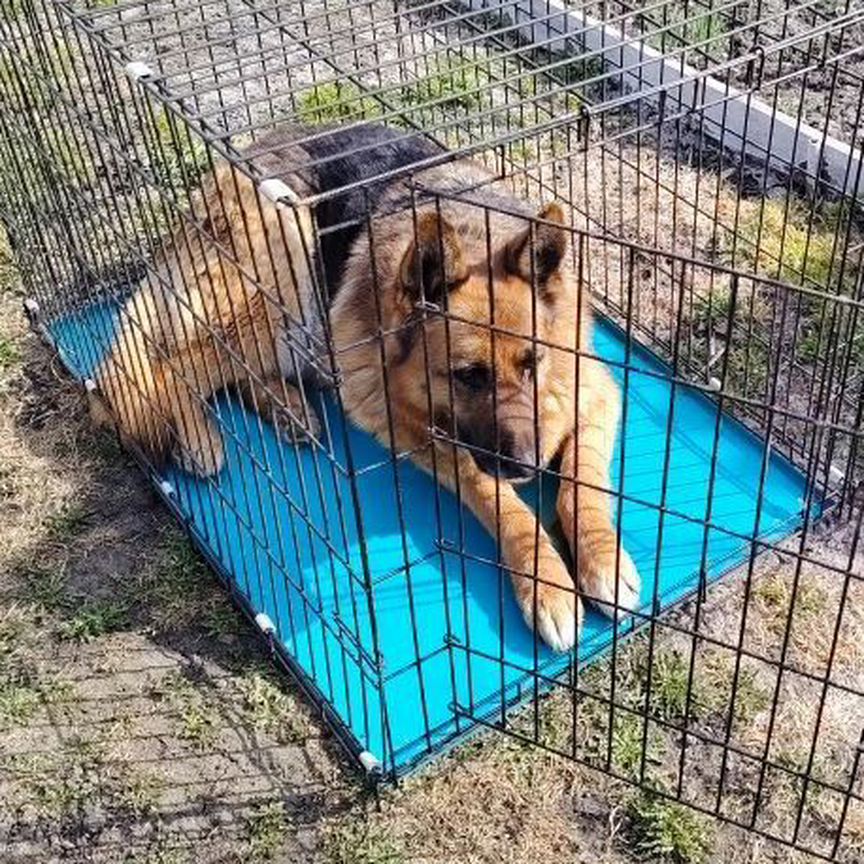 Клетка для собак, щенят бу в отличном состоянии