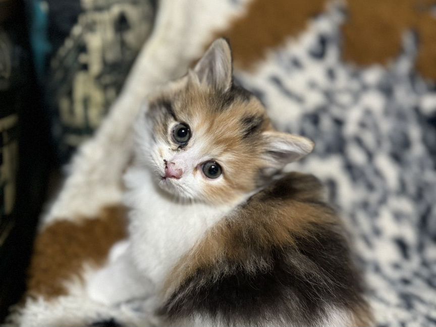 Курильский бобтейл