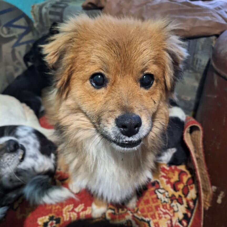 Маленькая невидящая собачка мальчик в добрые руки