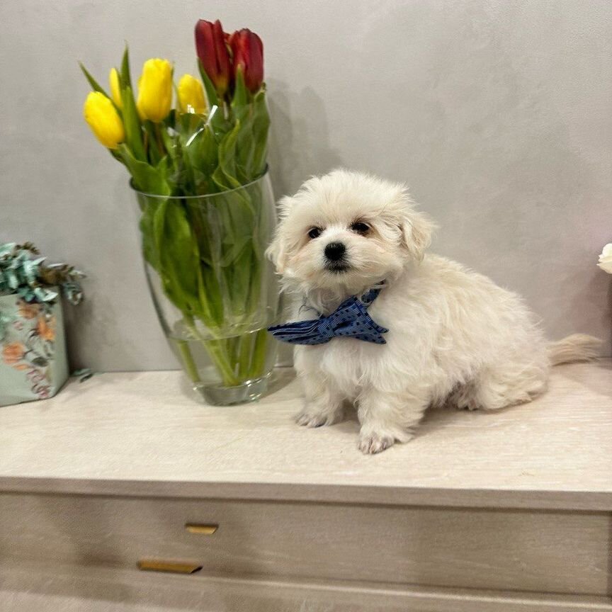 Мальтипу f1 мальчик