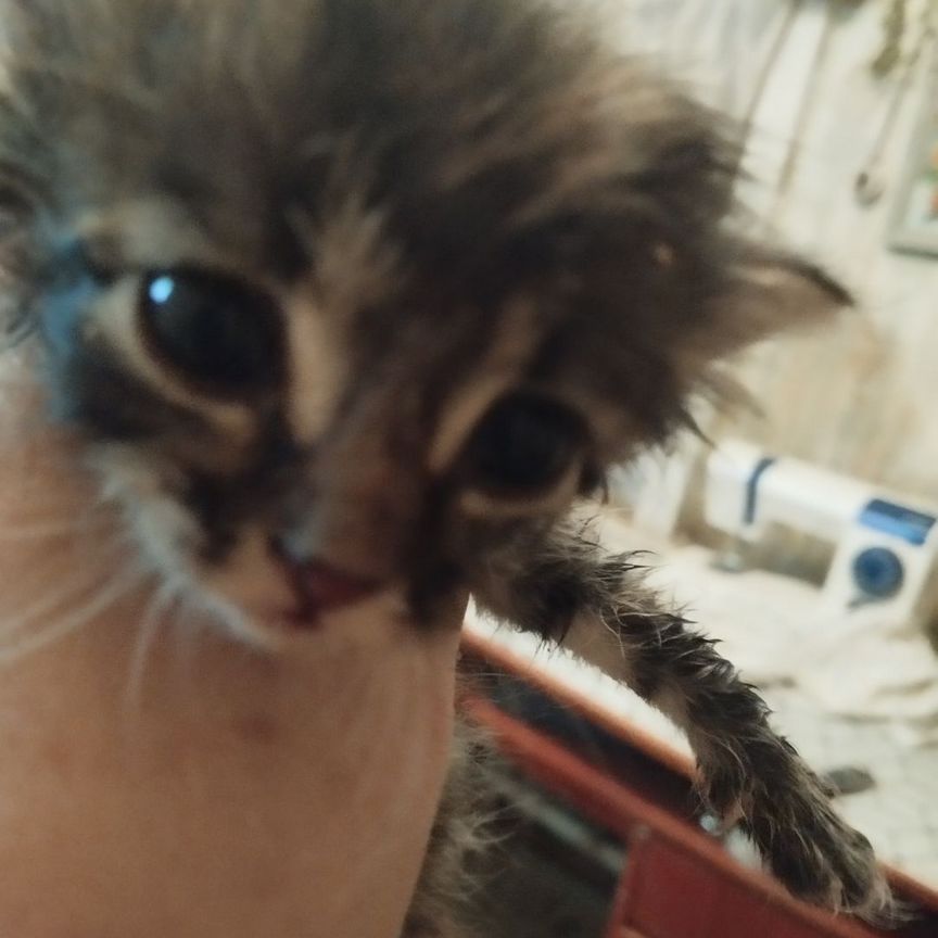 Котята в хорошие руки