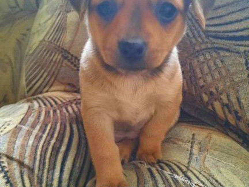 Русский той-терьер мини торг уместен