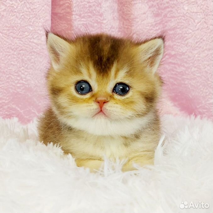 Золотые бриташки