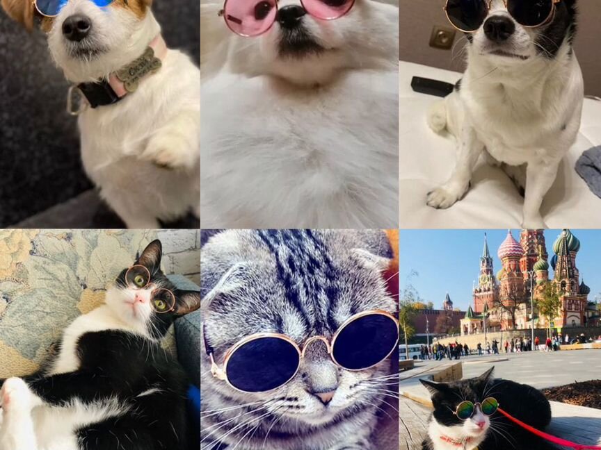 Очки бантик бабочка для животных