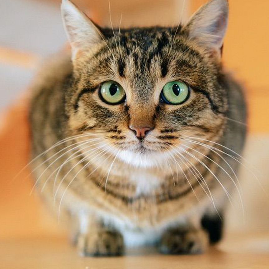 Взрослая, кошка в добрые руки