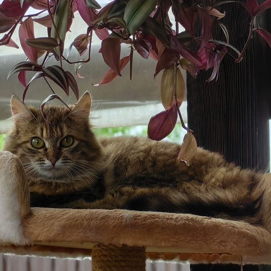 Кошка Мася в добрые руки