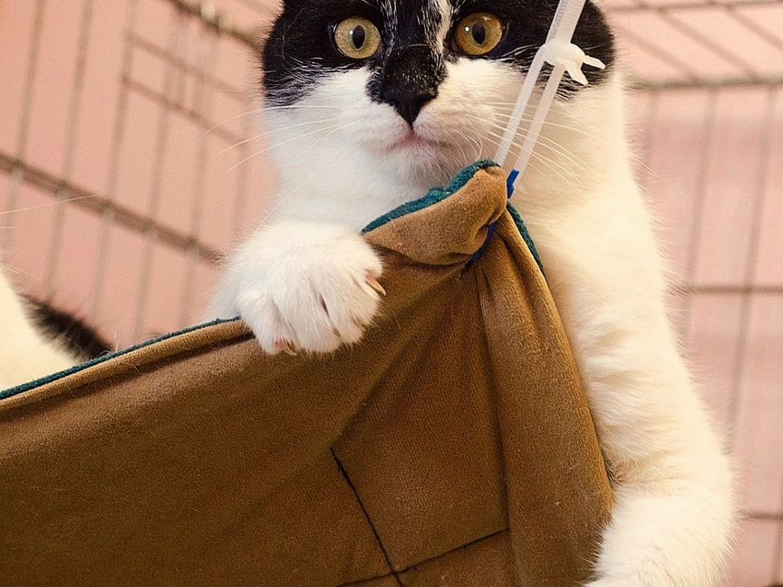 Котенок Сахарок в хорошие руки