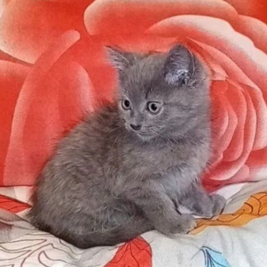В хорошие руки мальчик 2 месяца