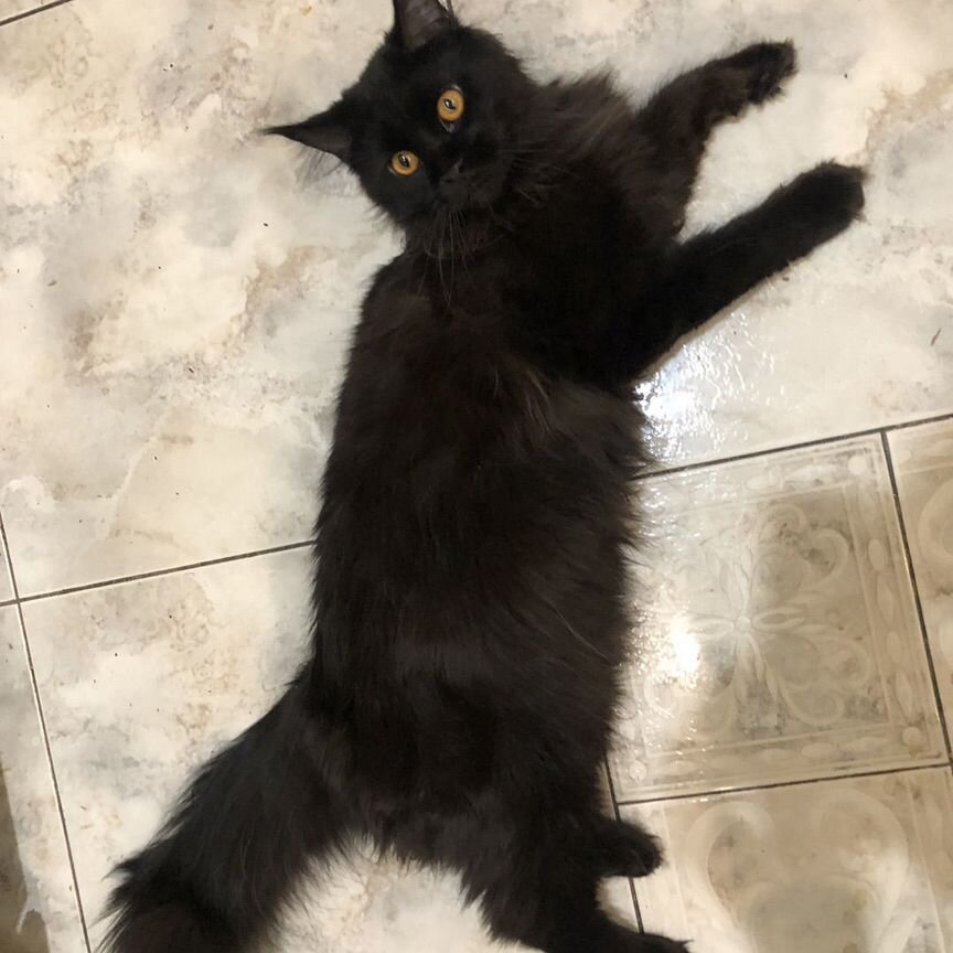 Кошка мейкун