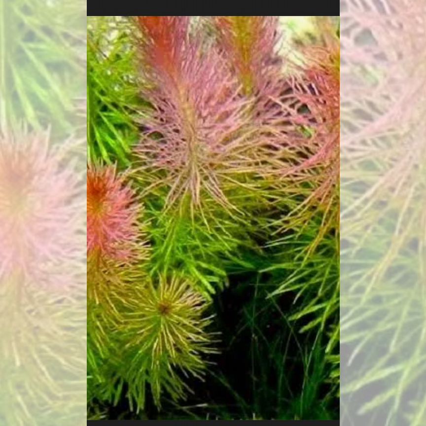 Аквариумные растения прополка