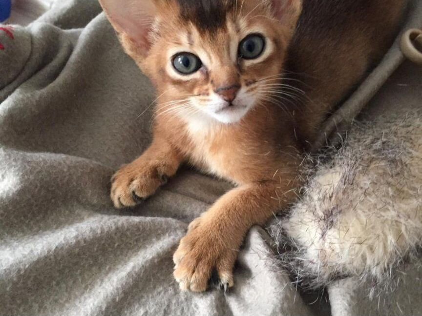 Абиссинские красавчики