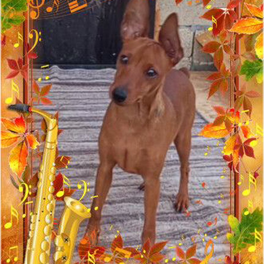 Подрощенный мальчишка карликового пинчера