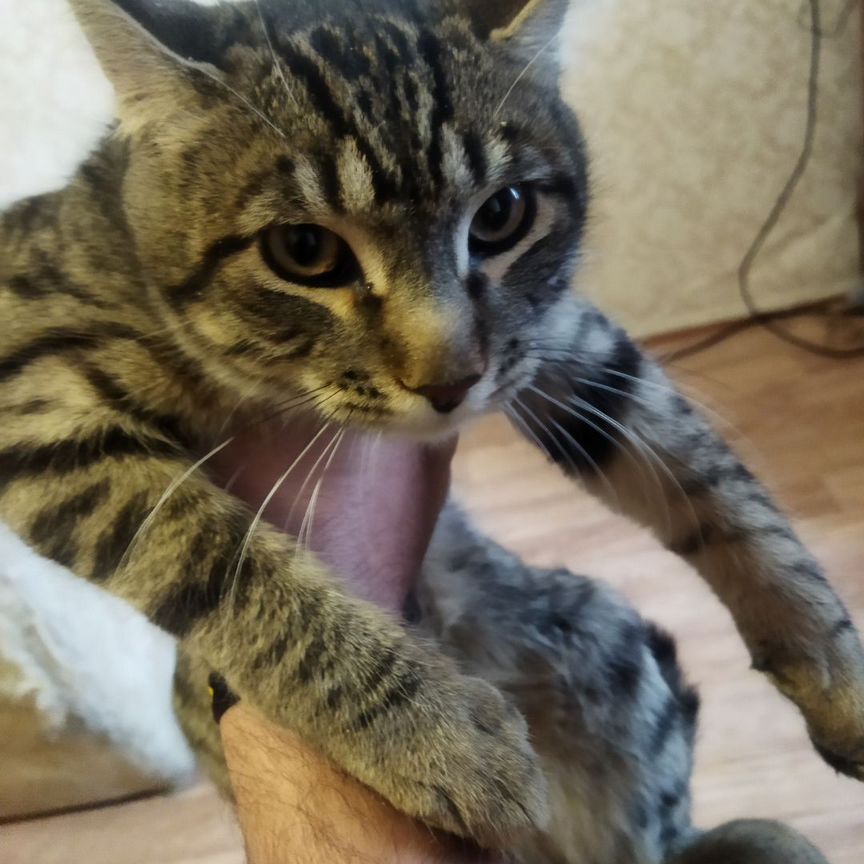 Кот 6 месяцев