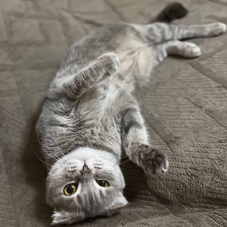 Шотландская вислоухая короткошёрстная кошка, взрослая