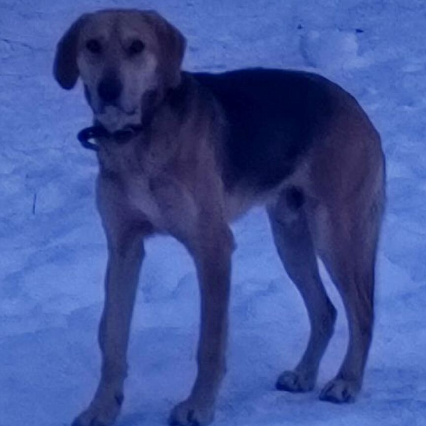 Русская пегая гончая, взрослый пёс