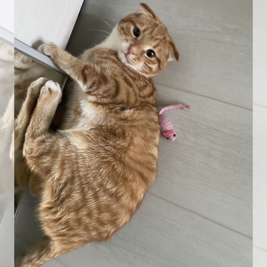 Рыжий котенок вислоухий в добрые руки