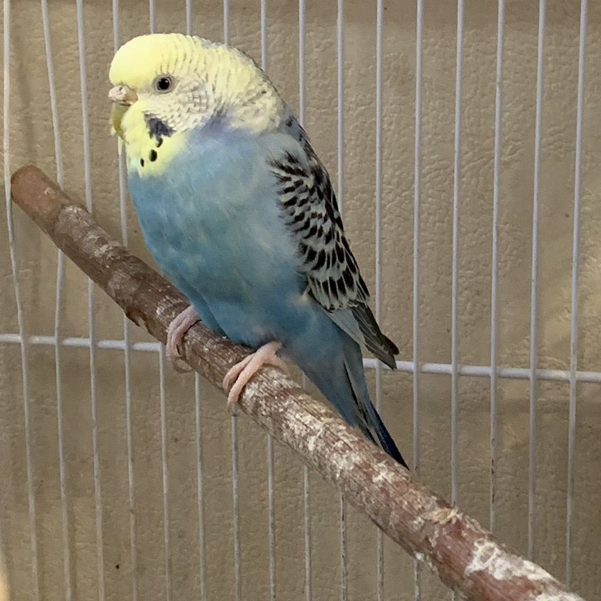 Волнистый попугай